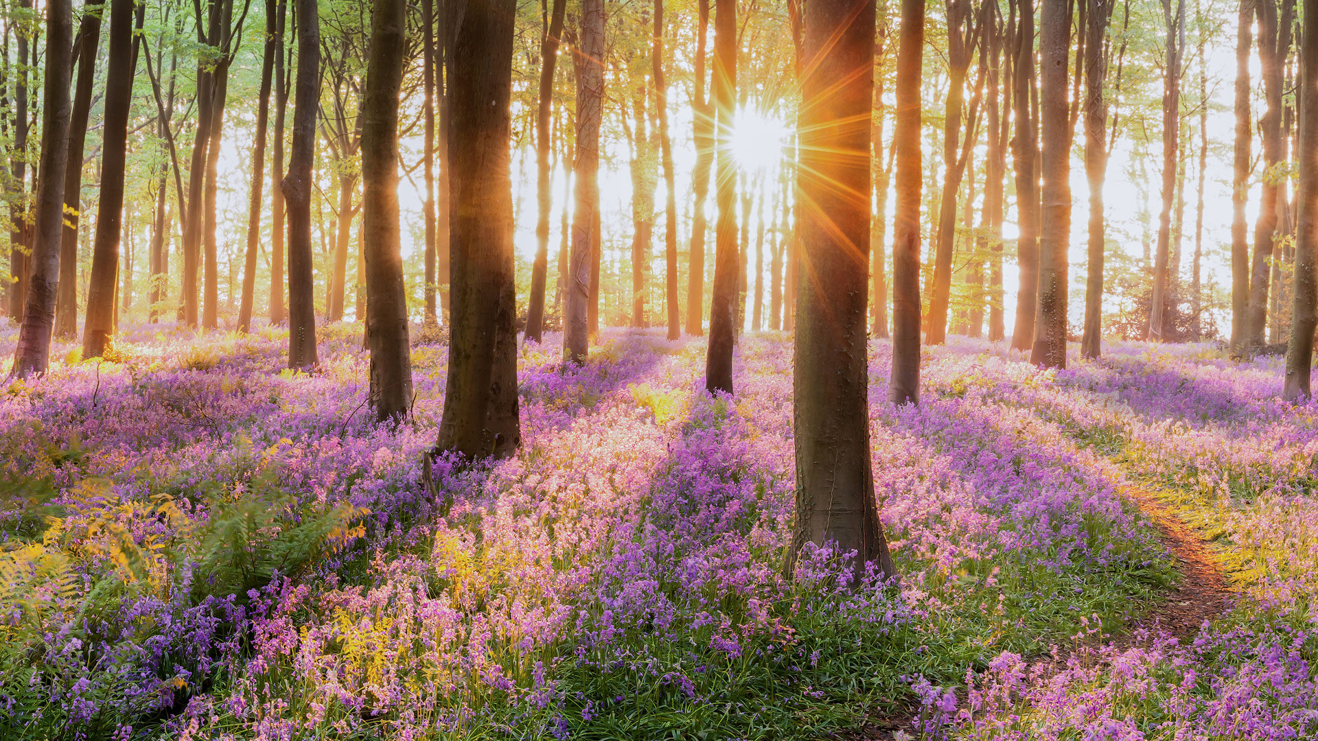 Discover the Best Bluebell Woods in the UK Near You
