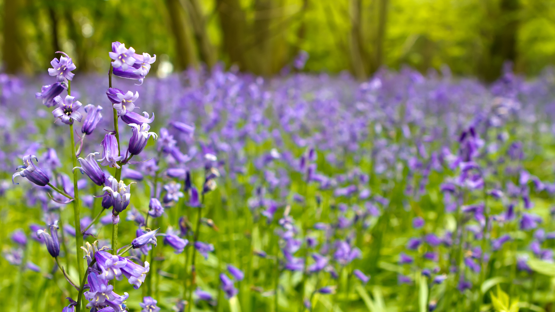 Discover the Best Bluebell Woods in the UK Near You