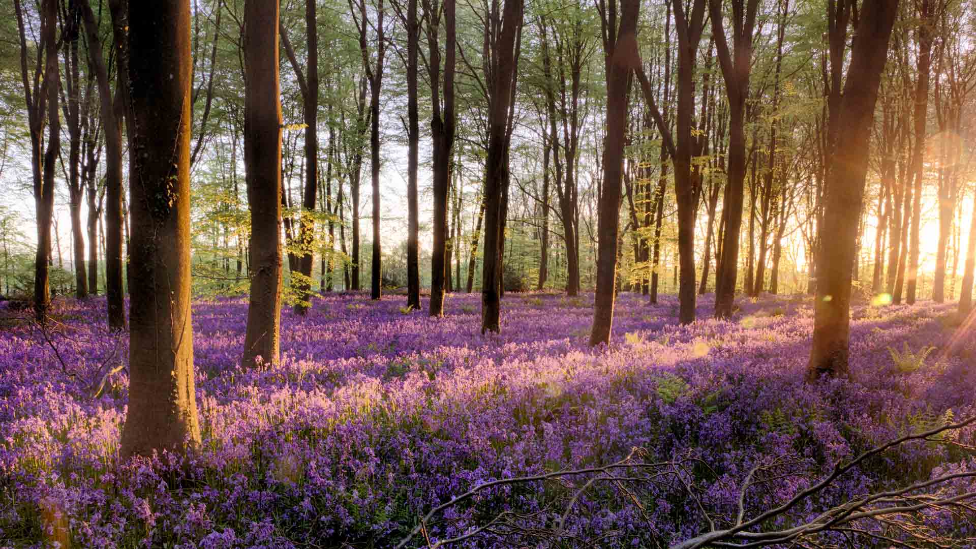 Discover the Best Bluebell Woods in the UK Near You