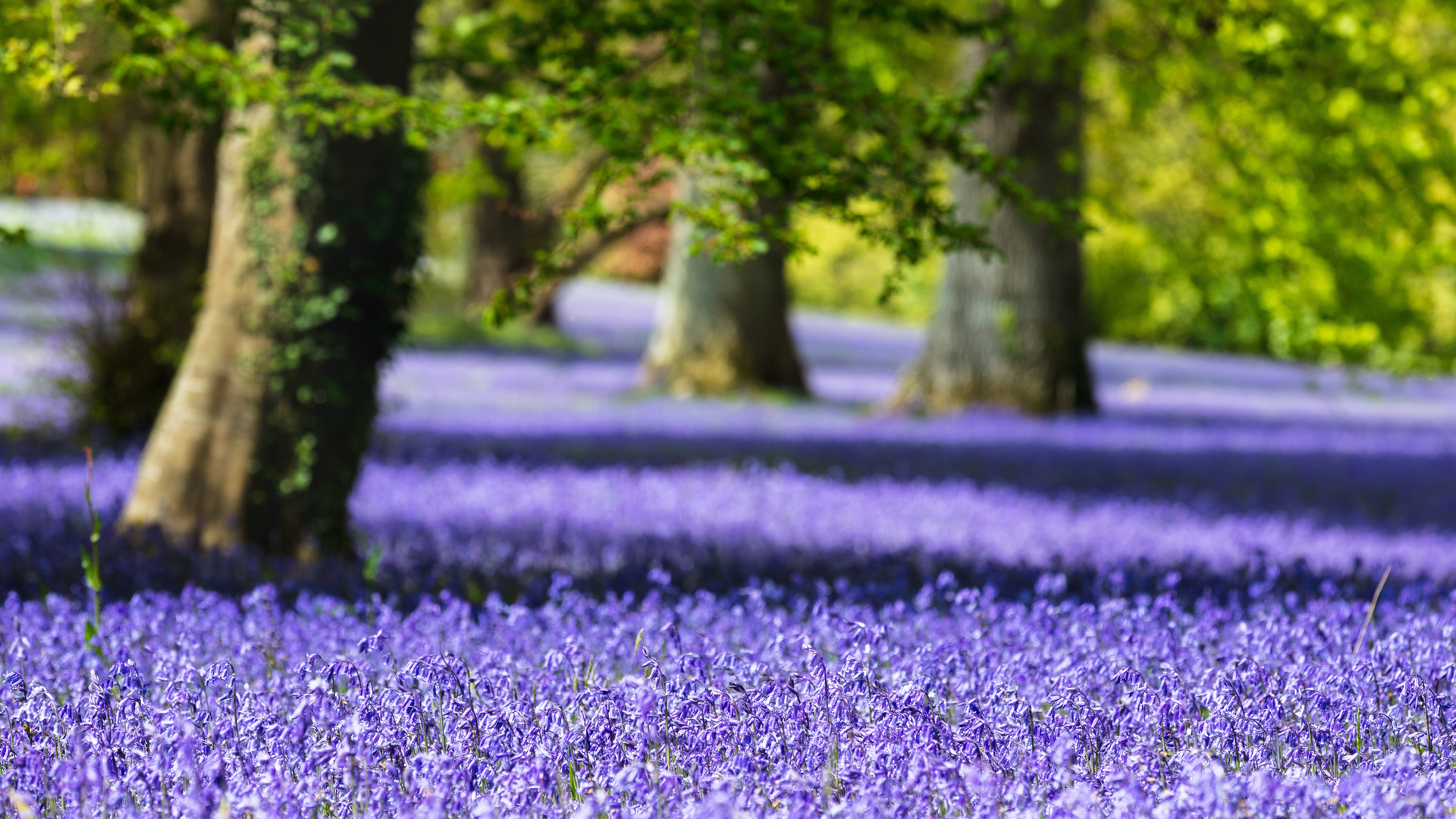 Discover the Best Bluebell Woods in the UK Near You