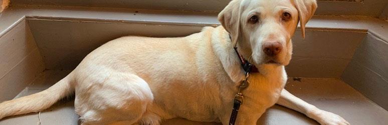 Dog Friendly Pubs Near You - The Camping and Caravanning Club