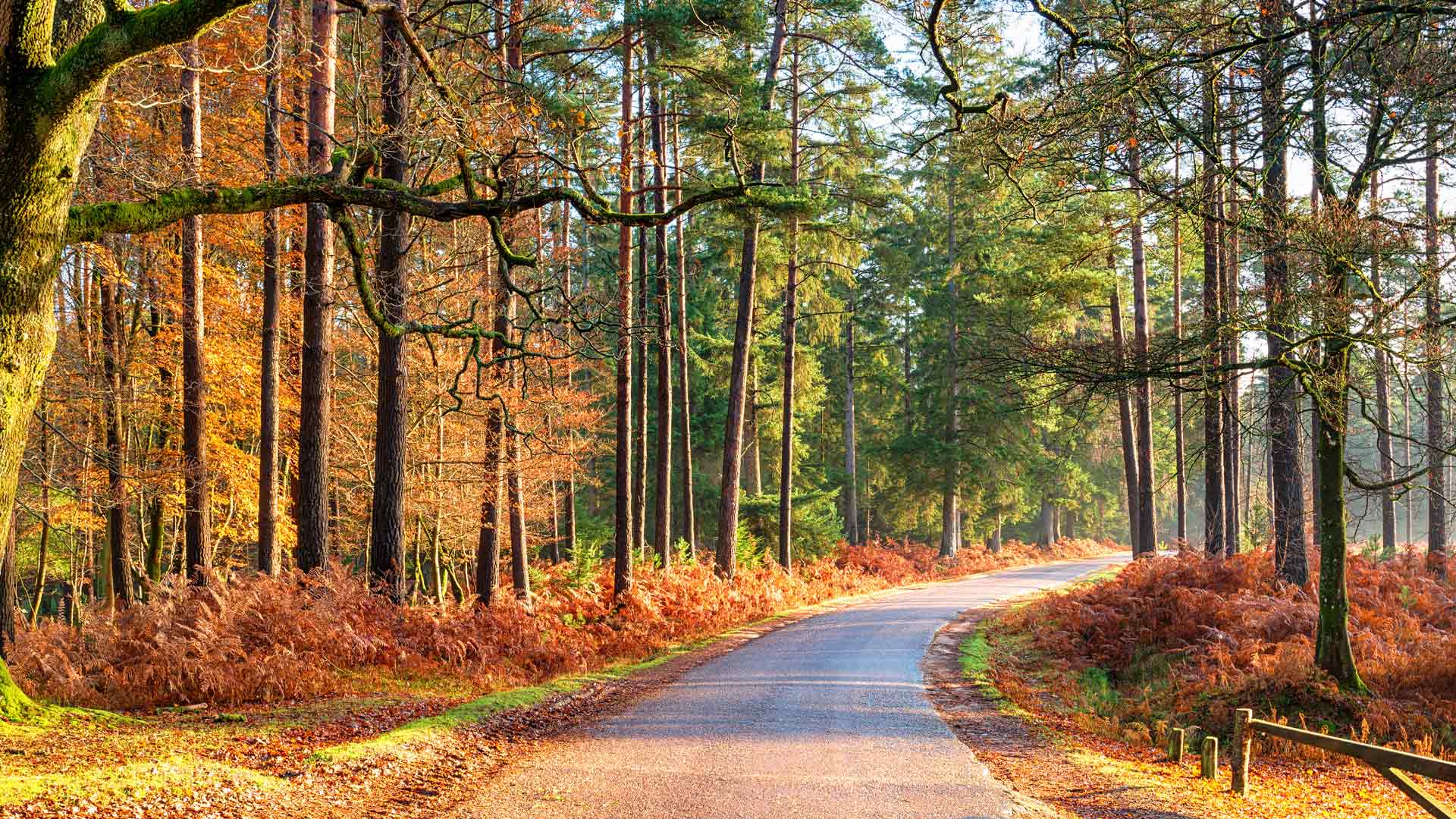 New Forest Walks | Find 7 of the Best Walking Trails