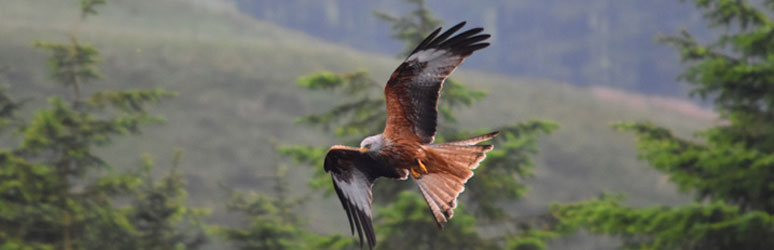 UK Wildlife Guide | British Wildlife - The Camping and Caravanning Club