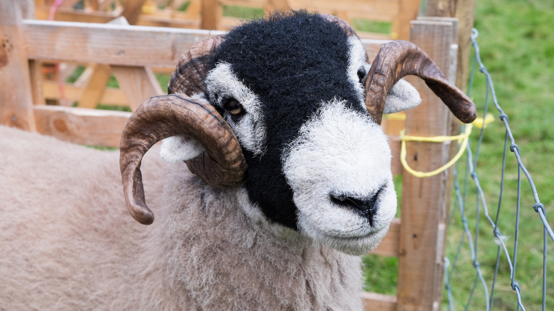 Top UK Country Shows 2025 - The Camping and Caravanning Club