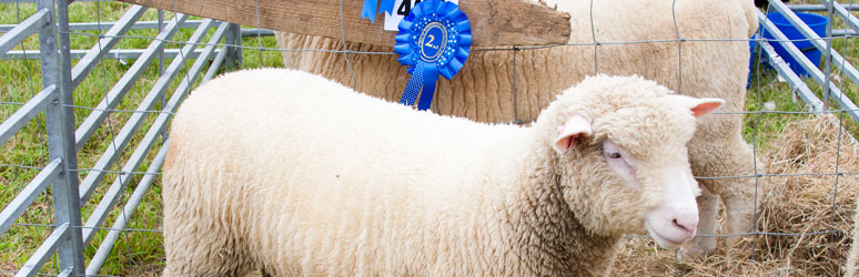 Top UK Country Shows 2023 - The Camping and Caravanning Club