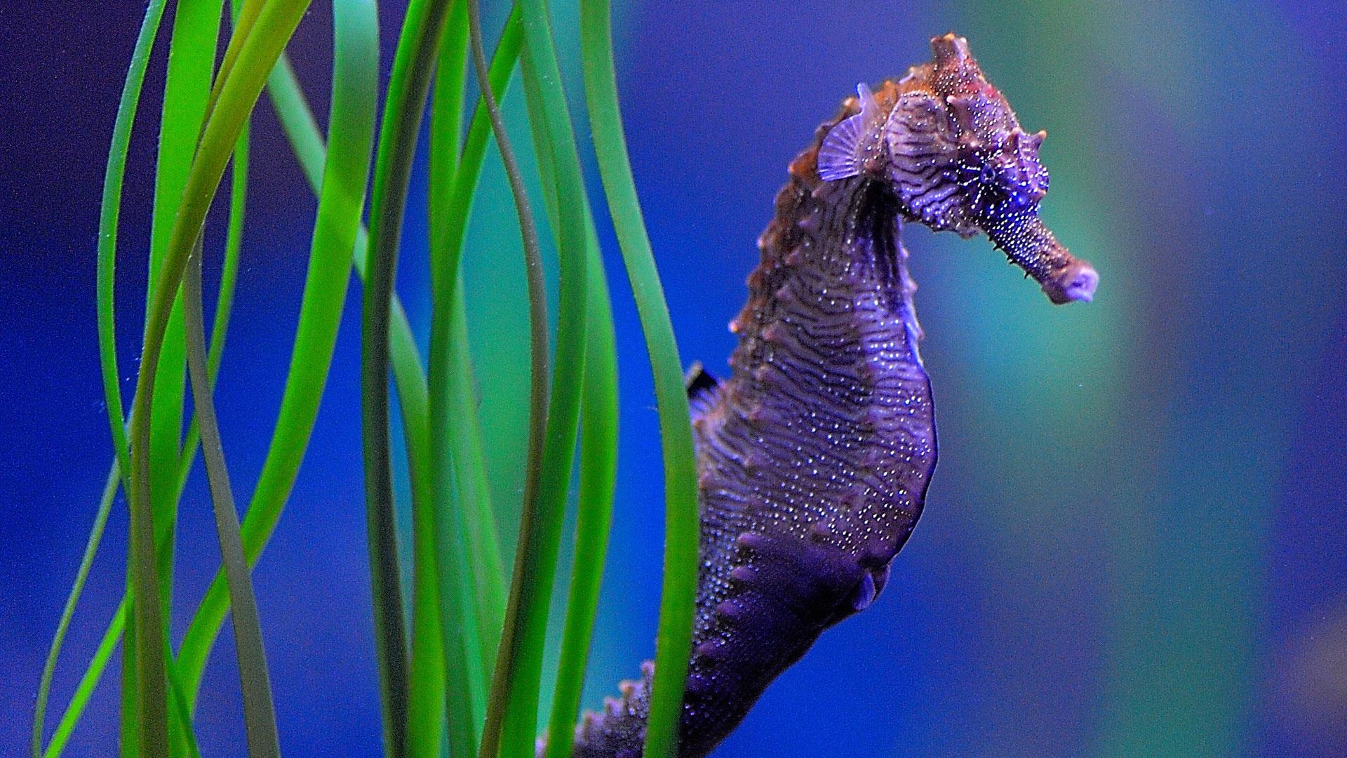 9 Fin-tastic Aquariums You Can Visit in the UK 2024