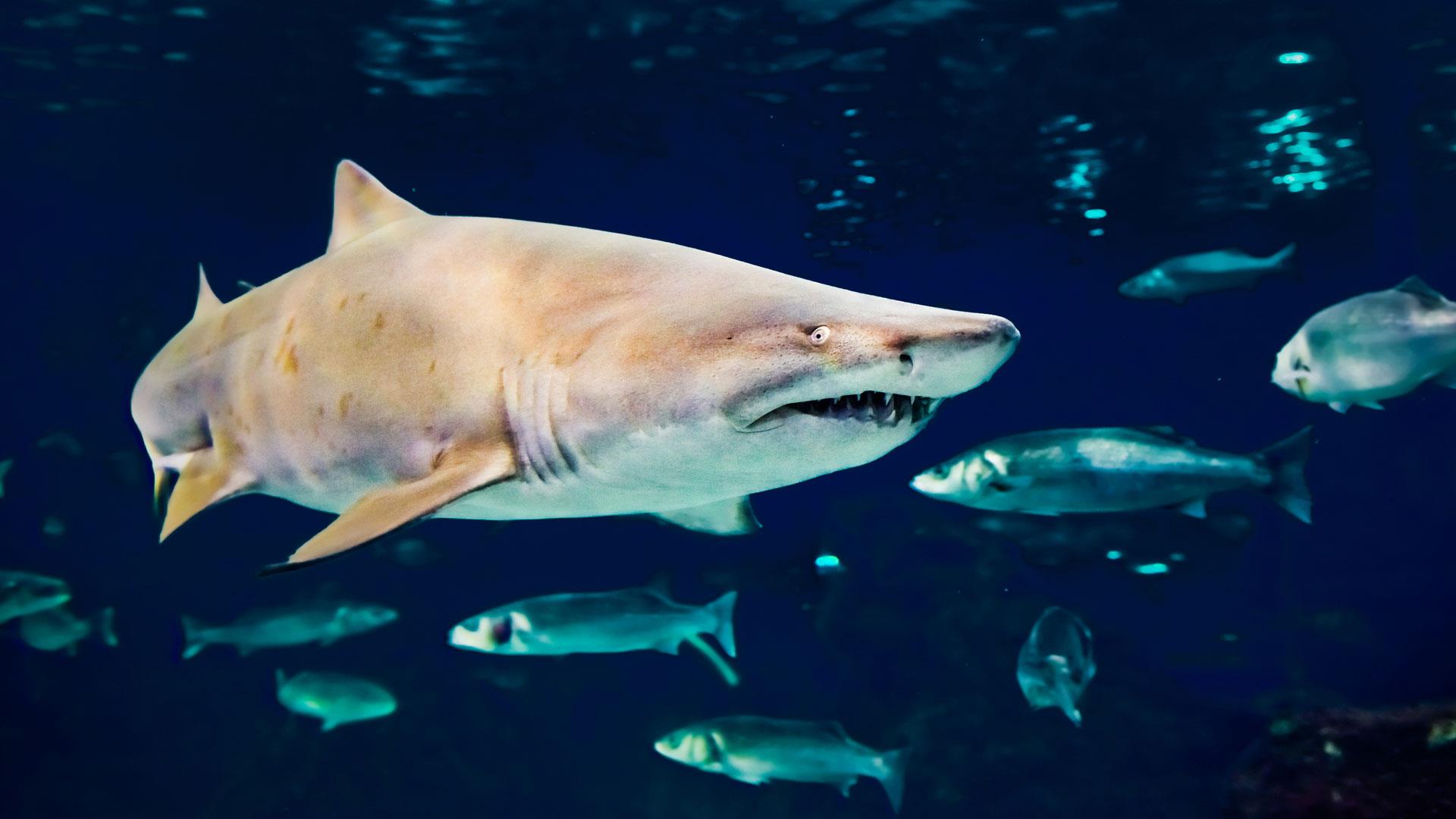 9 Fin-tastic Aquariums You Can Visit in the UK 2024