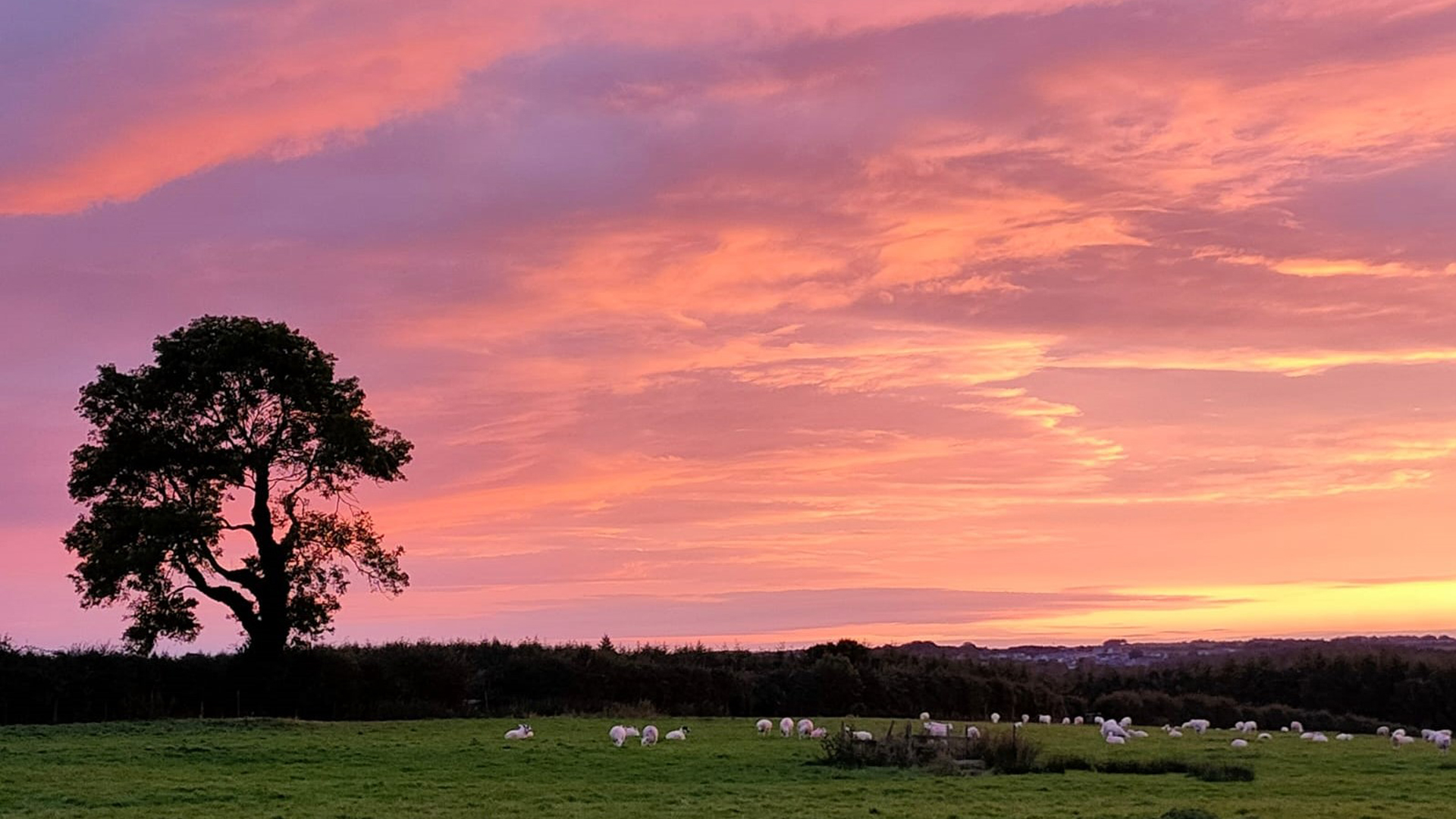 Llangefni - Trefollwyn Farm - The Camping and Caravanning Club