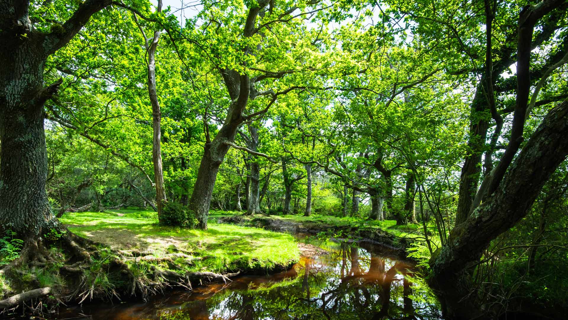 Campsites near Ashurst - The Camping and Caravanning Club